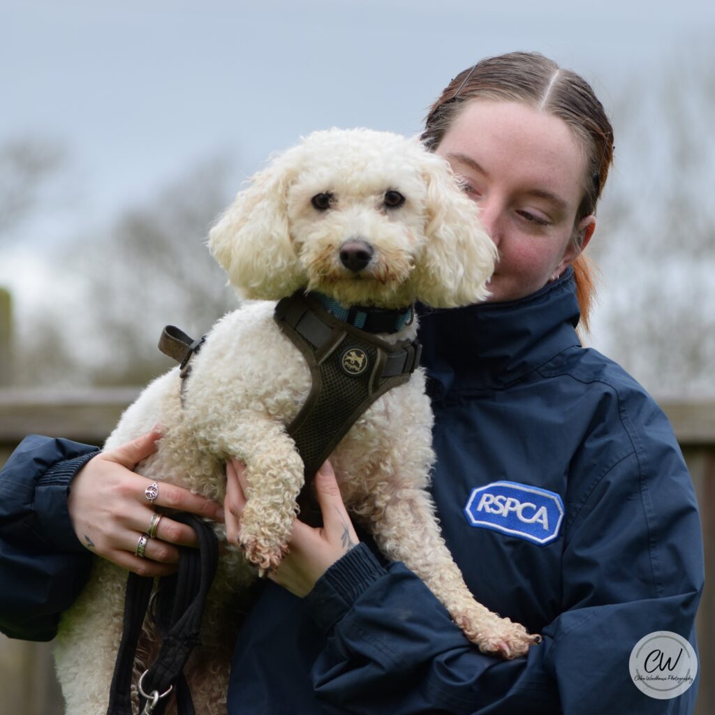 About Us - RSPCA Isle of Wight Branch Charity Overview