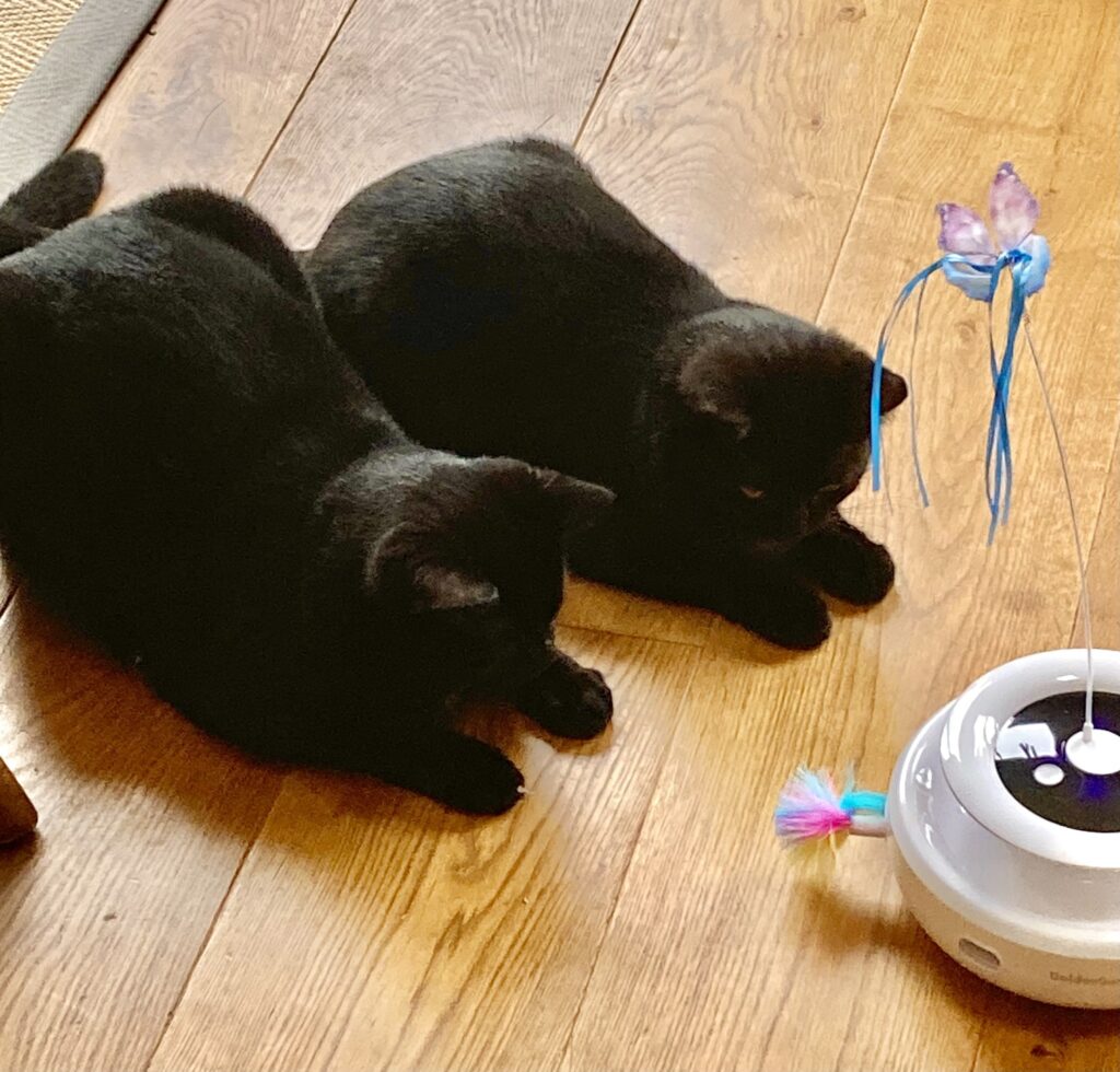 New Future for Case Kittens - RSPCA Isle of Wight