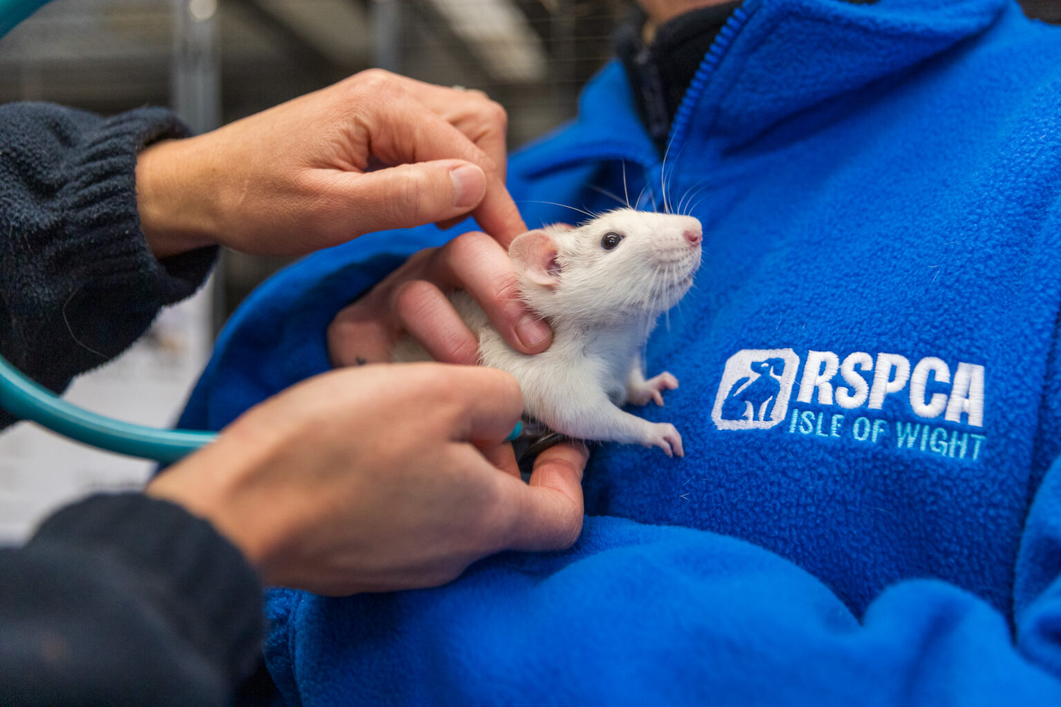 About us - RSPCA Isle of Wight